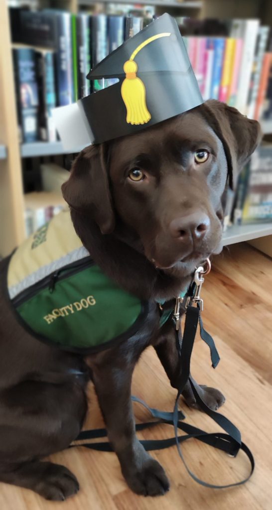 Which Library Dog Program Suits You Best? | Red Deer Public Library