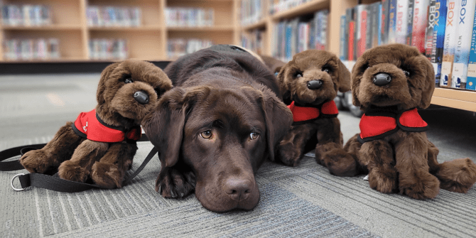 Take Home Your Very Own Katja Stuffy! | Red Deer Public Library